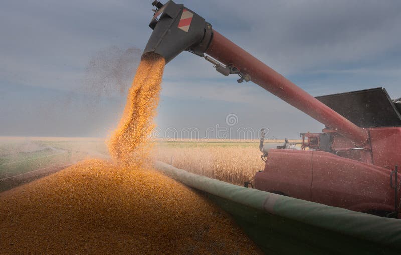 Pouring Corn Grain into Tractor Trailer Stock Photo - Image of land ...