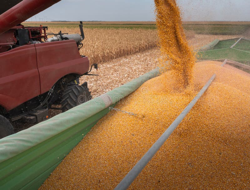 Pouring Corn Grain into Tractor Trailer Stock Image - Image of ripe ...
