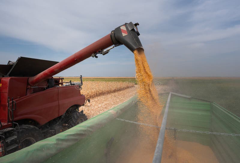 Pouring Corn Grain into Tractor Trailer Stock Image - Image of gold ...