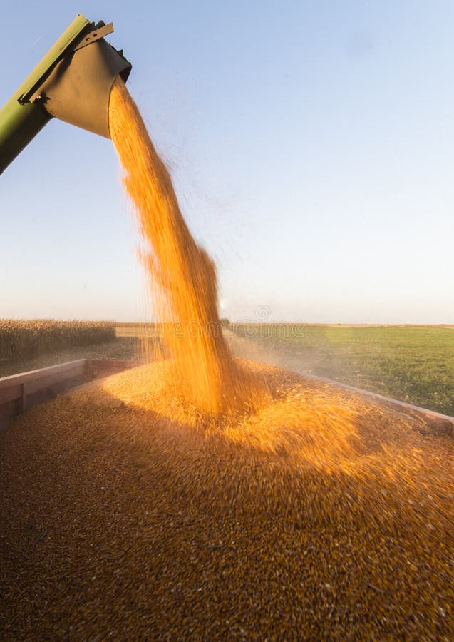 Pouring Corn Grain into Tractor Trailer Stock Image - Image of machine ...