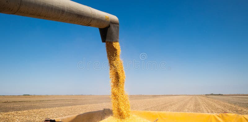 Pouring Corn Grain into Tractor Trailer Stock Image - Image of cereal ...