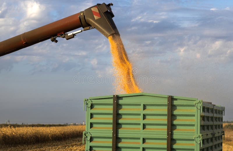Pouring Corn Grain into Tractor Trailer Stock Image - Image of grain ...