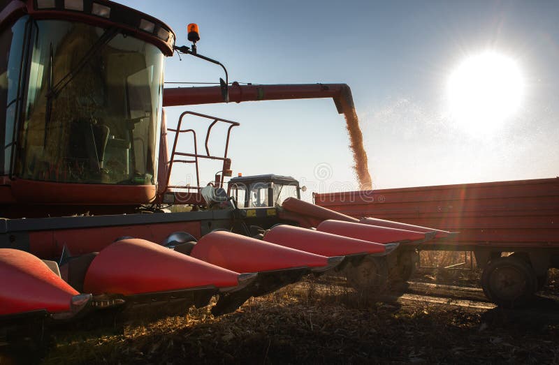 Pouring Corn Grain into Tractor Trailer in Sunset Editorial Photo ...