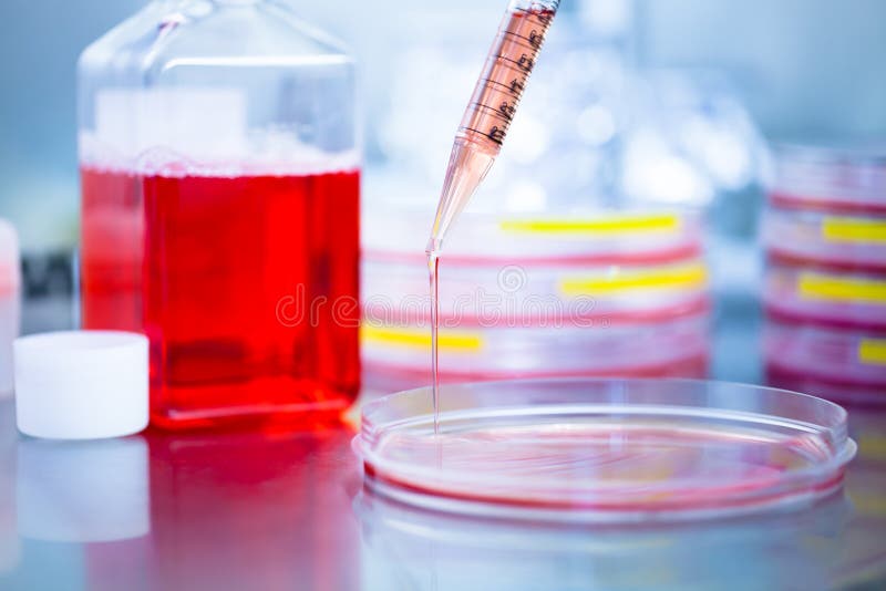 Pouring Culture Medium into Petri Dish Stock Photo - Image of ...