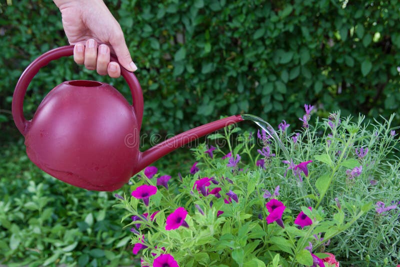 Pouring flowers stock image. Image of droplet, nature - 31636659