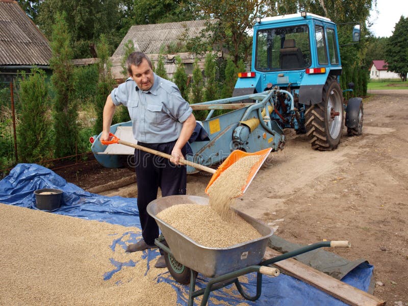 Pouring the grain 2 stock image. Image of spade, plastic - 20940673