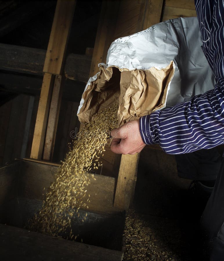 Pouring Grain stock photo. Image of seed, agriculture - 26765410
