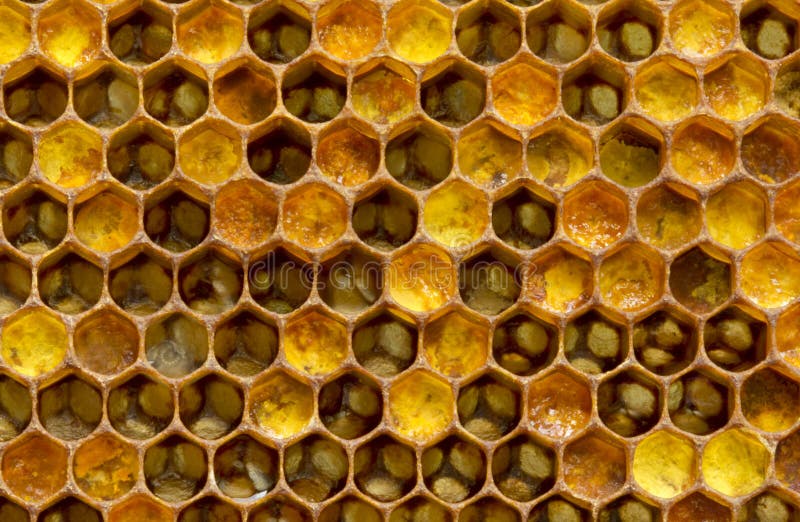 Pouring honey pollen stock photo. Image of honey, color - 62315402