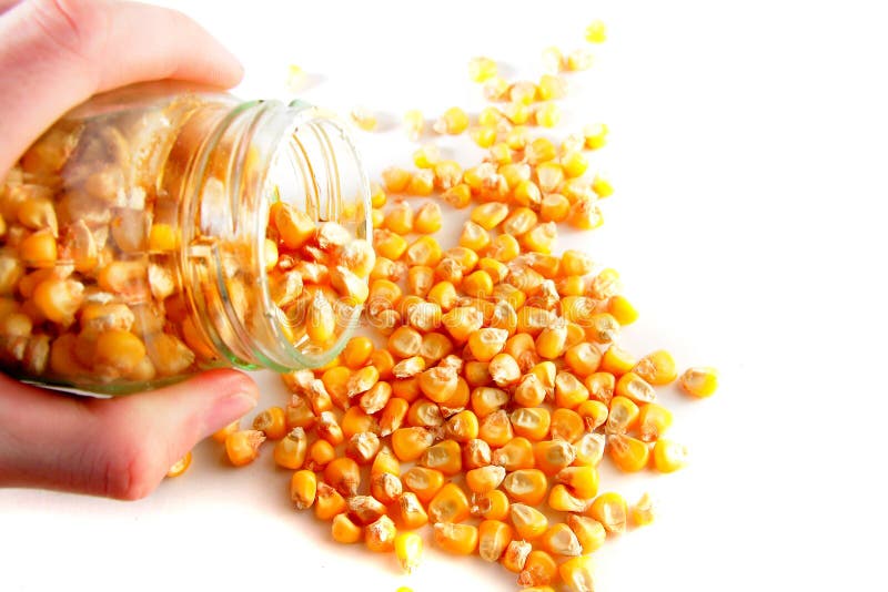 Corn on hand stock photo. Image of product, agriculture - 7595254
