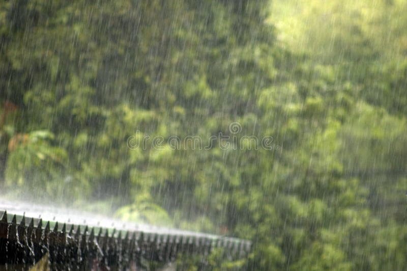 Pouring rain stock image. Image of branch, life, raindrop - 43554249