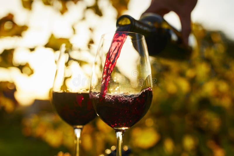 Pouring Red Wine into Glasses at Sunset Stock Photo - Image of vineyard ...