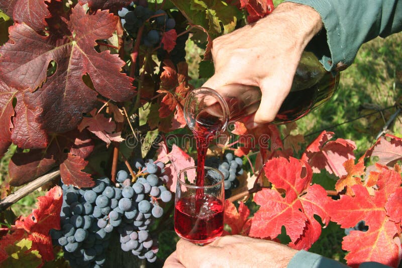 Pouring Red Wine In Vineyard Stock Image - Image of harvest, hand: 5367655