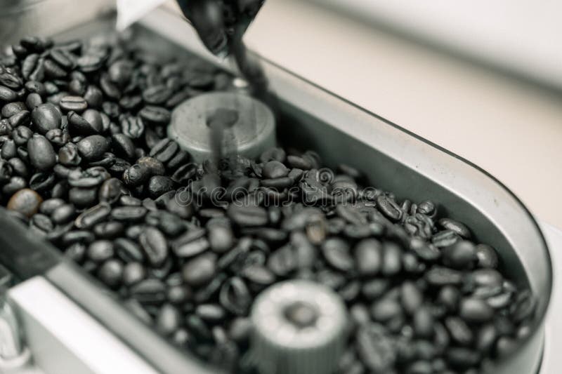 Pouring Roasted Coffee Beans into the Coffee Machine and Preparing ...