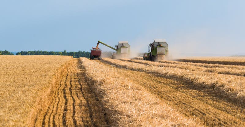 Pouring Wheat Grain into Tractor Trailer after Harvest Stock Photo ...