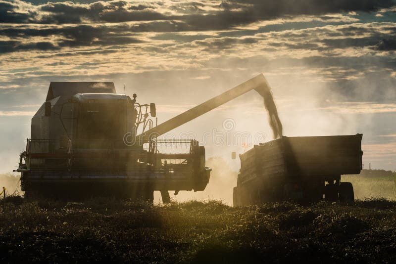 Pouring Wheat Grain into Tractor Trailer after Harvest Stock Photo ...