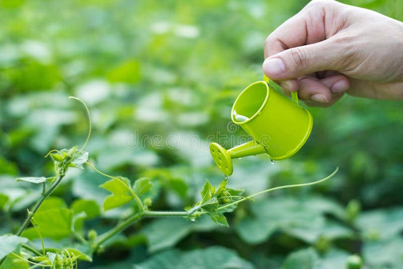 Pouring a Young Plant from Hand. Gardening and Watering Plants Stock ...