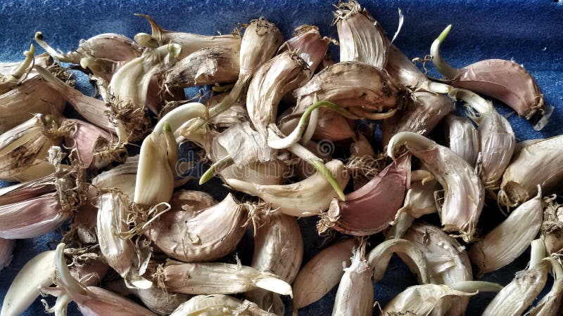 Pousse d'ail photo stock. Image du poussé, pousse - 88411980
