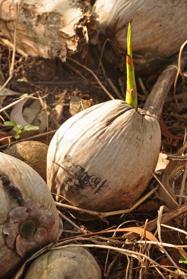 Jeune Pousse D Arbre De Noix De Coco Photos Stock - Téléchargez 710 ...
