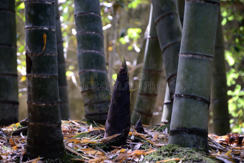 Pousse De Bambou, Pousse En Bambou Photo stock - Image du vert ...