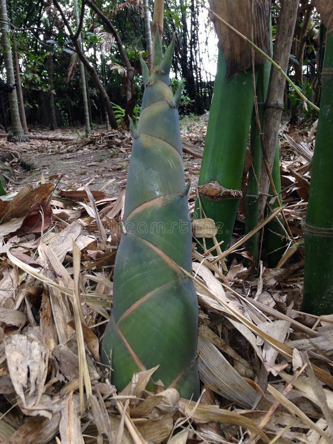 Pousse De Bambou, Pousse En Bambou Image stock - Image du comestible ...