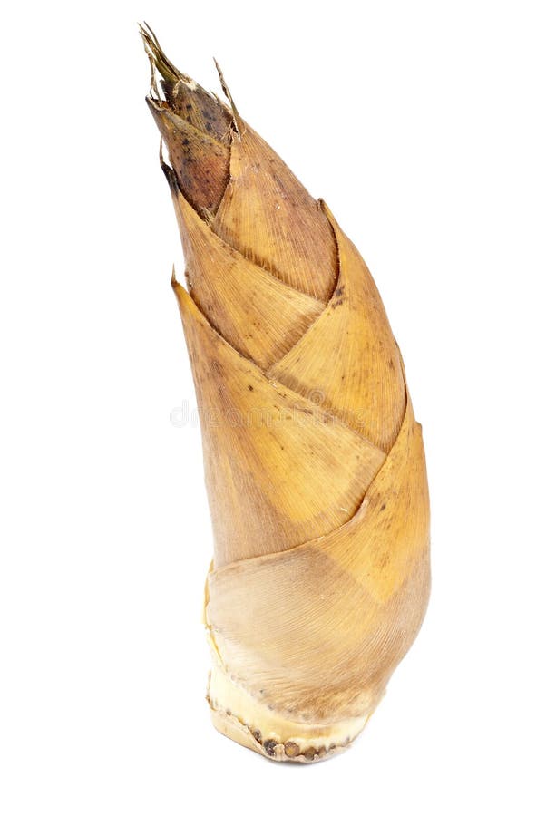 Pousse De Bambou, Pousse En Bambou Photo stock - Image du légume ...