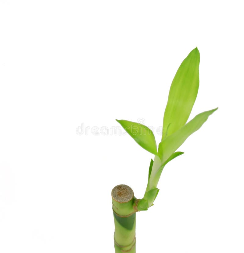 La Pousse De Bambou, Pousses De Bambou Pendant La Pluie Assaisonnent ...