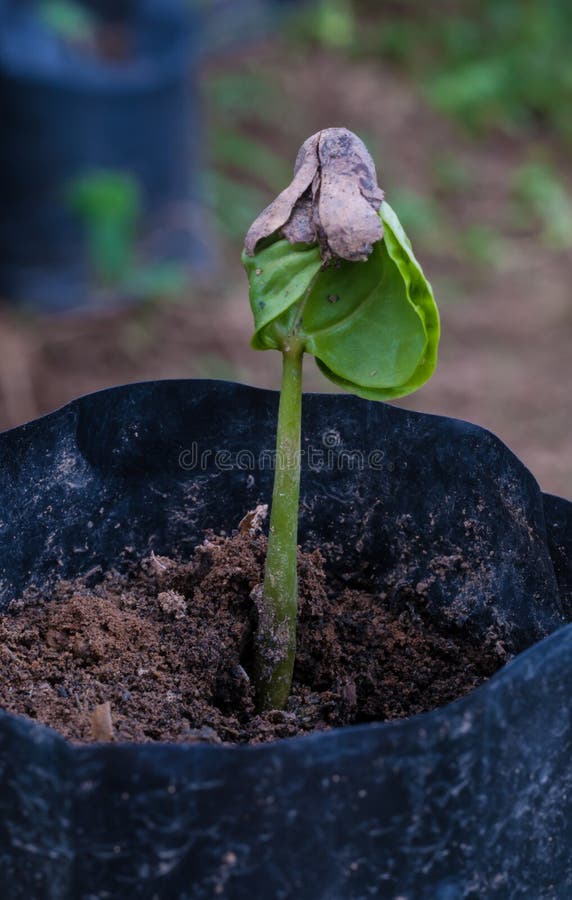 Pousse de café photo stock. Image du botanique, jardin - 31997694