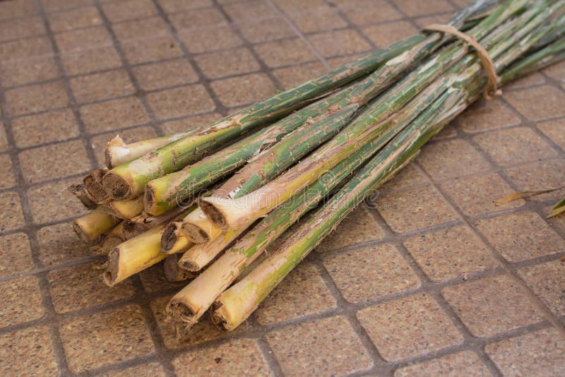 Pousse De Jeunes Plantes De Rotin Photo stock - Image du vert, frais ...