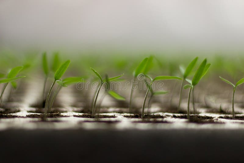 Pousse De Jeunes Plantes De Tomate Photo stock - Image du culture ...