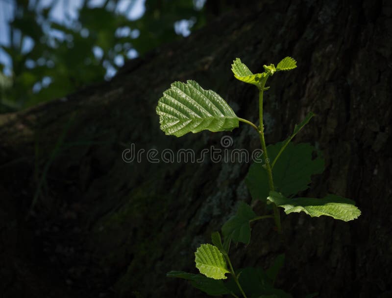 Pousse De L'eau D'arbre D'aulne Image stock - Image du brillant, soleil ...
