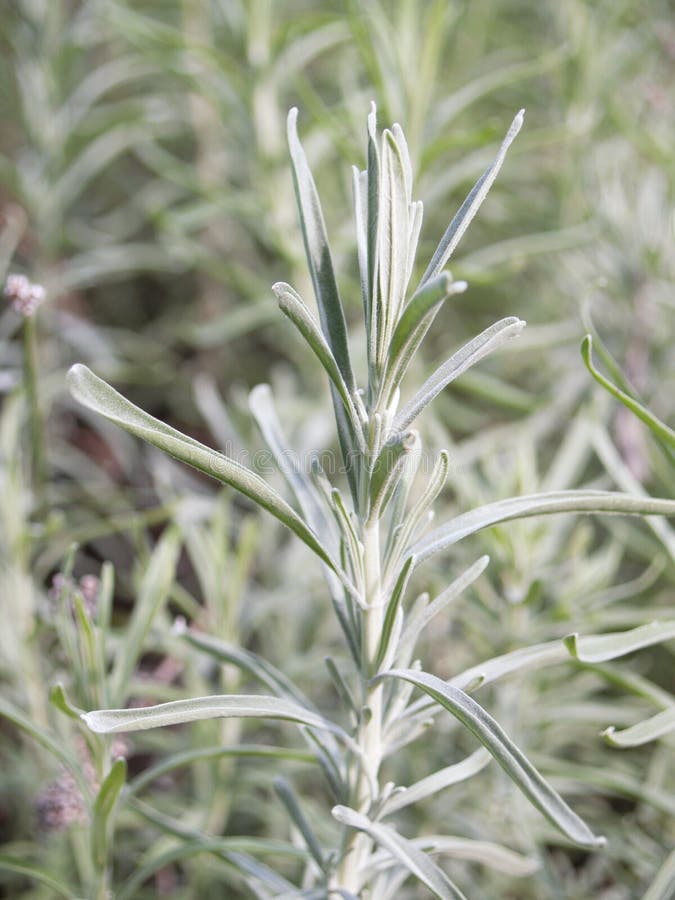 Pousse de lavande photo stock. Image du été, lames, herbe - 26959552