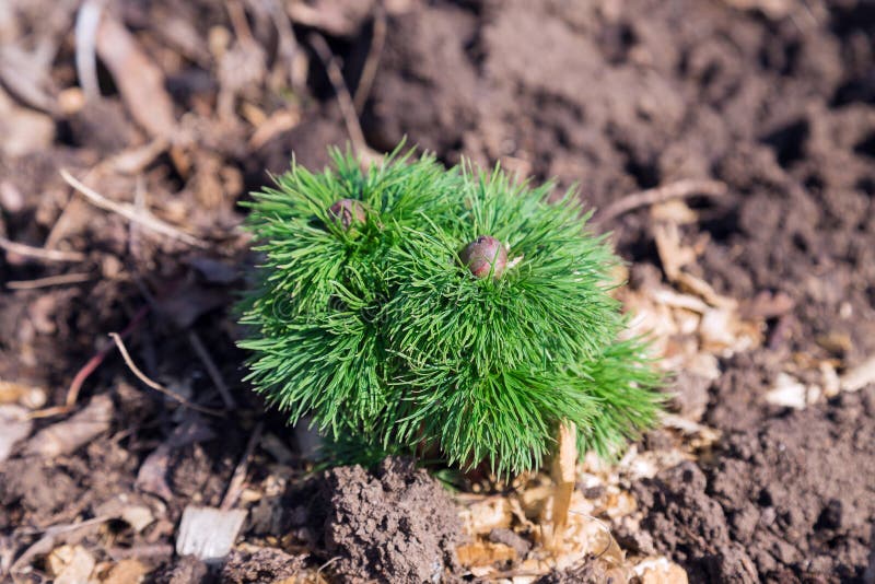 Pousse de pin photo stock. Image du blanc, nature, neige - 23660742