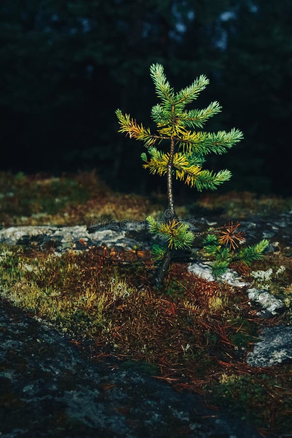 Pousse de pin image stock. Image du pousse, décoration - 86936685