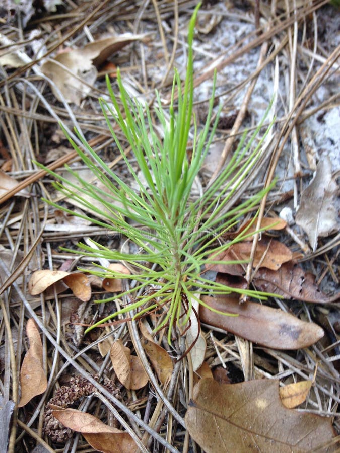 Pousse d'arbre de pin photo stock. Image du bourgeon - 19072326