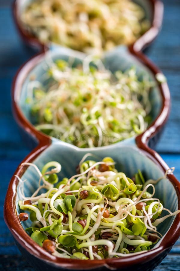 Pousse de radis image stock. Image du radis, cuvette - 62459161