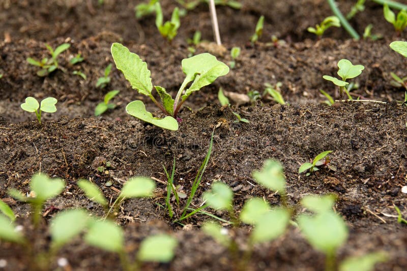 Pousse De Radis Dans Le Potager Image stock - Image du jardin ...