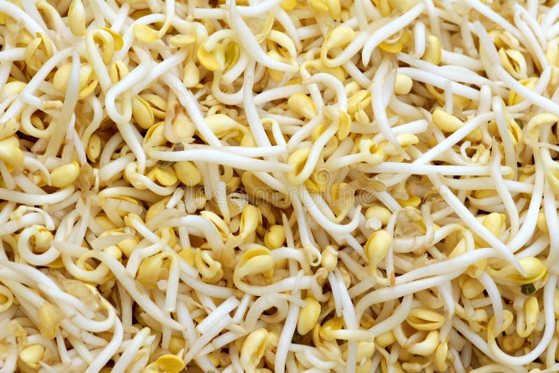 Pousse de soja photo stock. Image du graine, poste, nourriture - 30656738