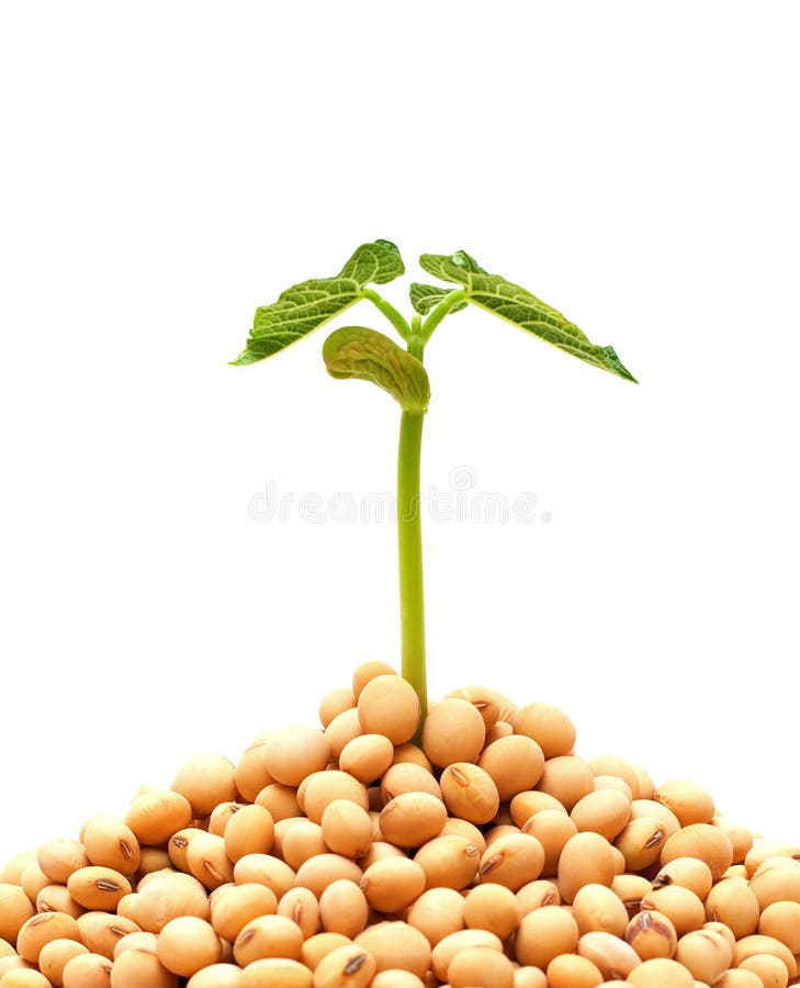 Pousse de soja photo stock. Image du graine, poste, nourriture - 30656738