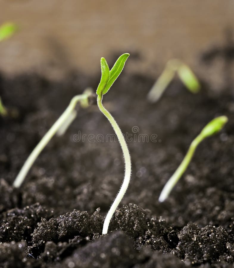 Pousse de tomate photo stock. Image du graines, tige - 24542528