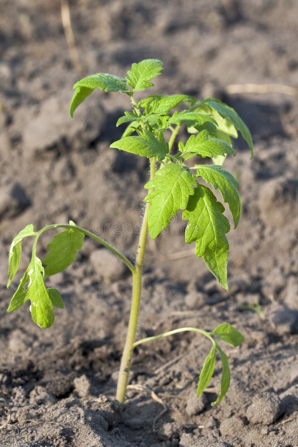 Pousse de tomate photo stock. Image du accroissement - 28628254