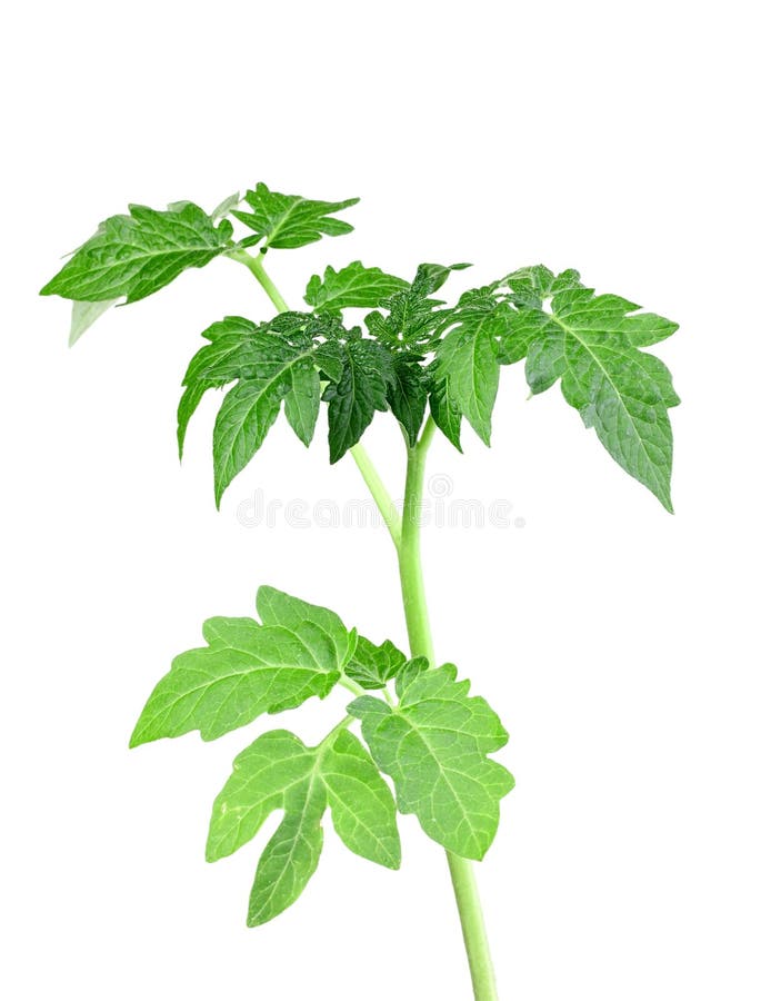 Feuille de tomate image stock. Image du idyllique, lame - 41019929