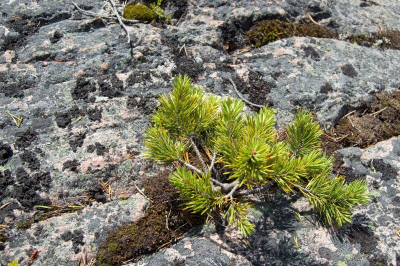 Pousse Des Pins Sur Des Pierres Photo stock - Image du centrale ...
