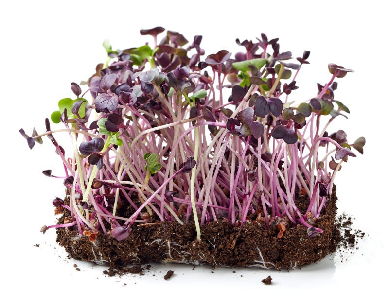 Pousses de radis image stock. Image du semis, santé, épicé - 71717523