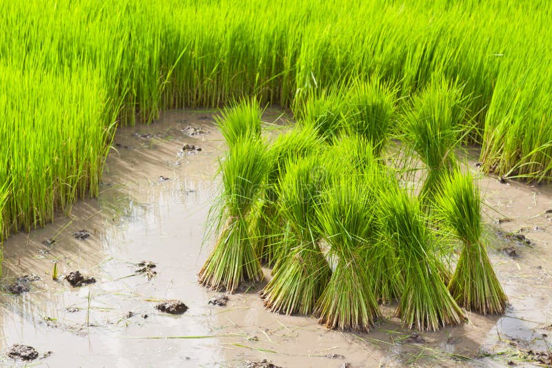 Pousse de riz image stock. Image du couleur, agriculture - 24789665