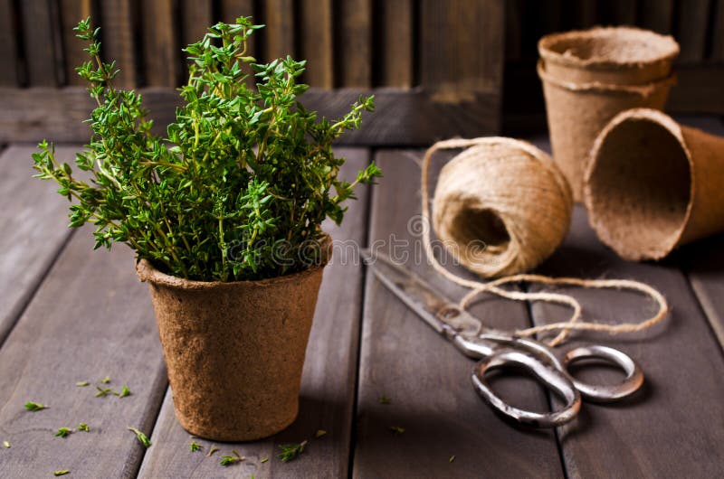 Pousse le thym frais image stock. Image du jardinage - 72392043