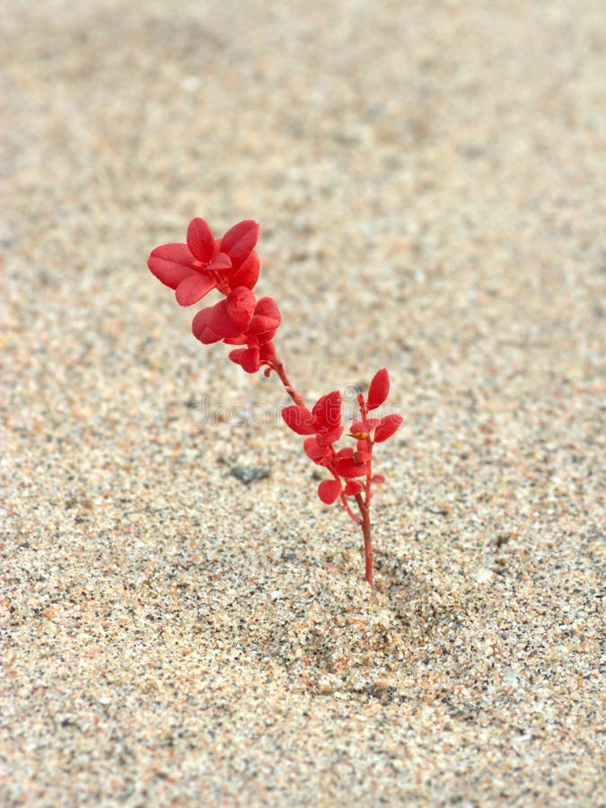 La Pousse Fait La Voie Par Le Sable Image stock - Image du cassé ...