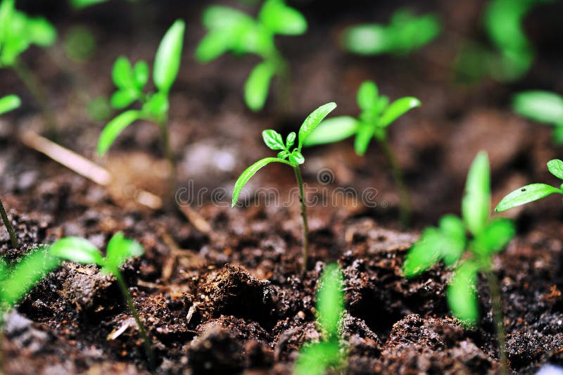 Pousse de tomate image stock. Image du nature, ambiant - 29908045