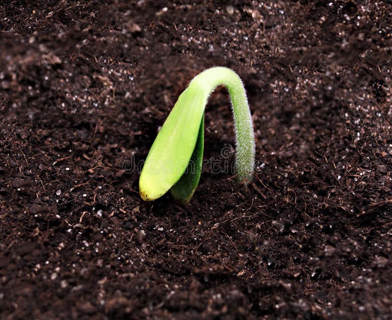 Pousse verte image stock. Image du nature, saleté, évolution - 14669627