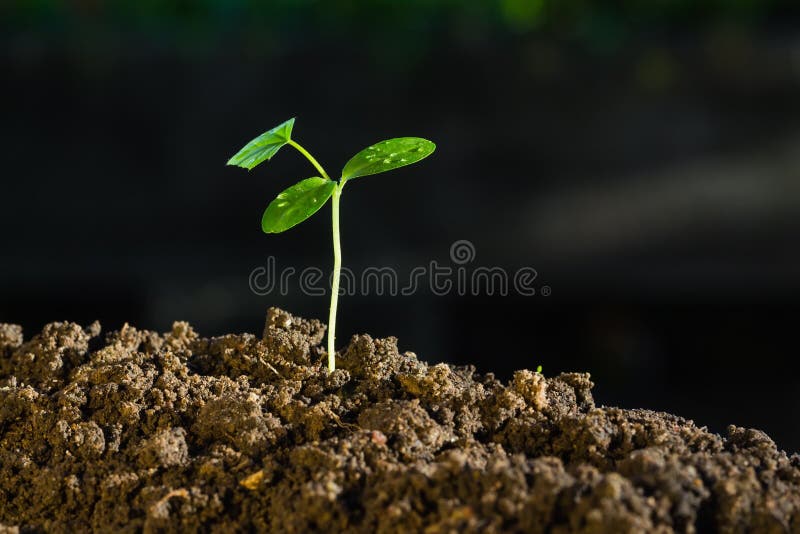 Pousse verte image stock. Image du pousse, graine, accroissement - 31419707