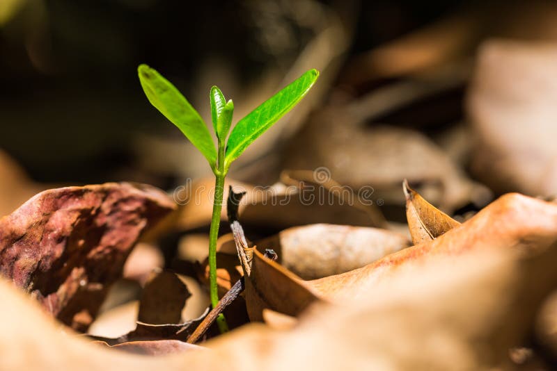 Pousse verte image stock. Image du pousse, graine, accroissement - 31419707